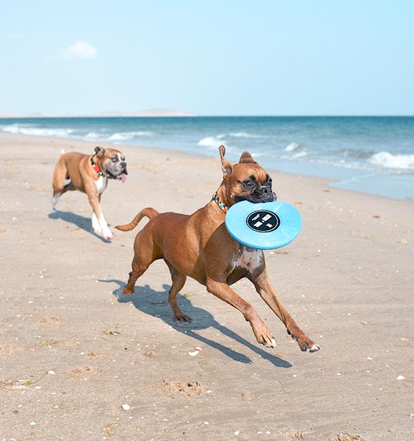 Zee.Dog | Connecting Dogs and People