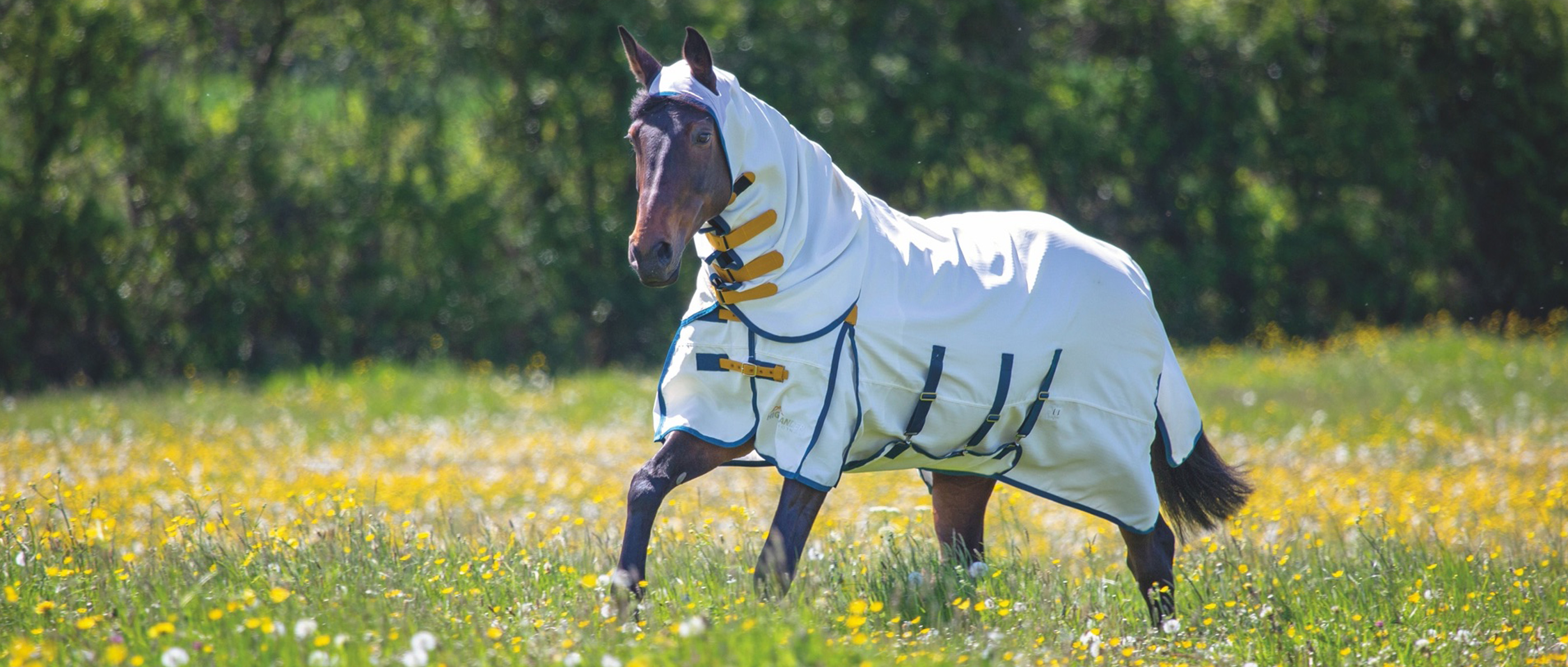 Horse Equipment at EQUUS | Free UK Delivery