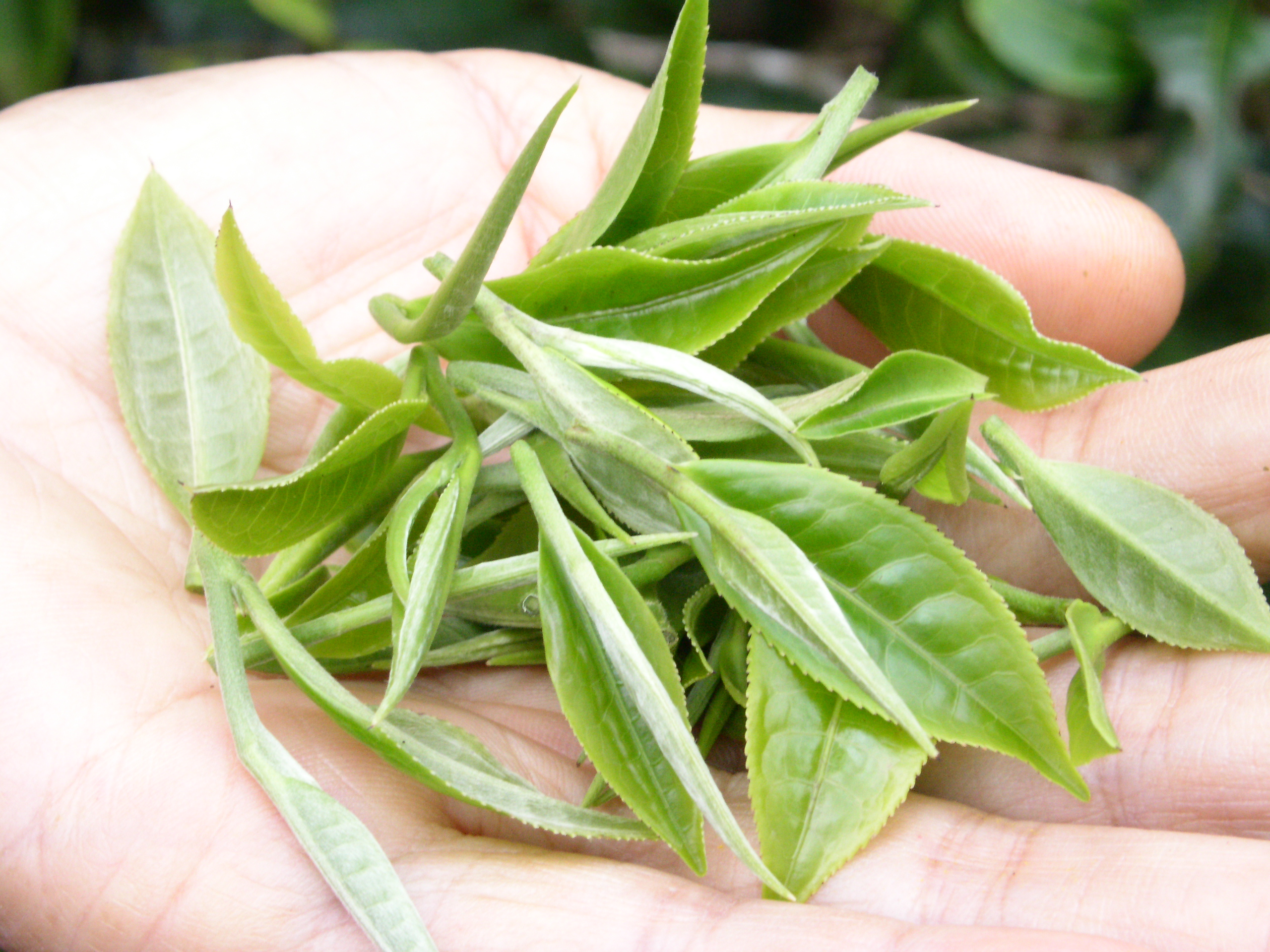 Gopaldhara Tea Estate | Lydia Gautier