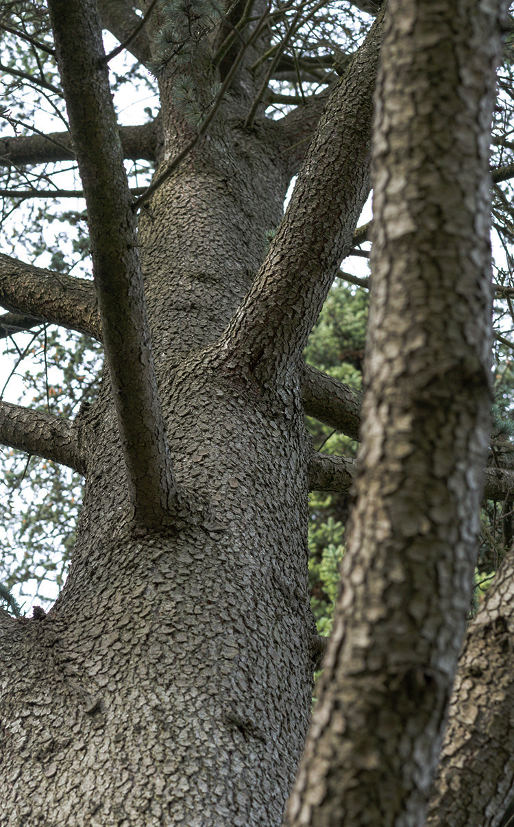 CERNILYS®: Augenschatten reduzieren | Dr. Ute Schick Kosmetik