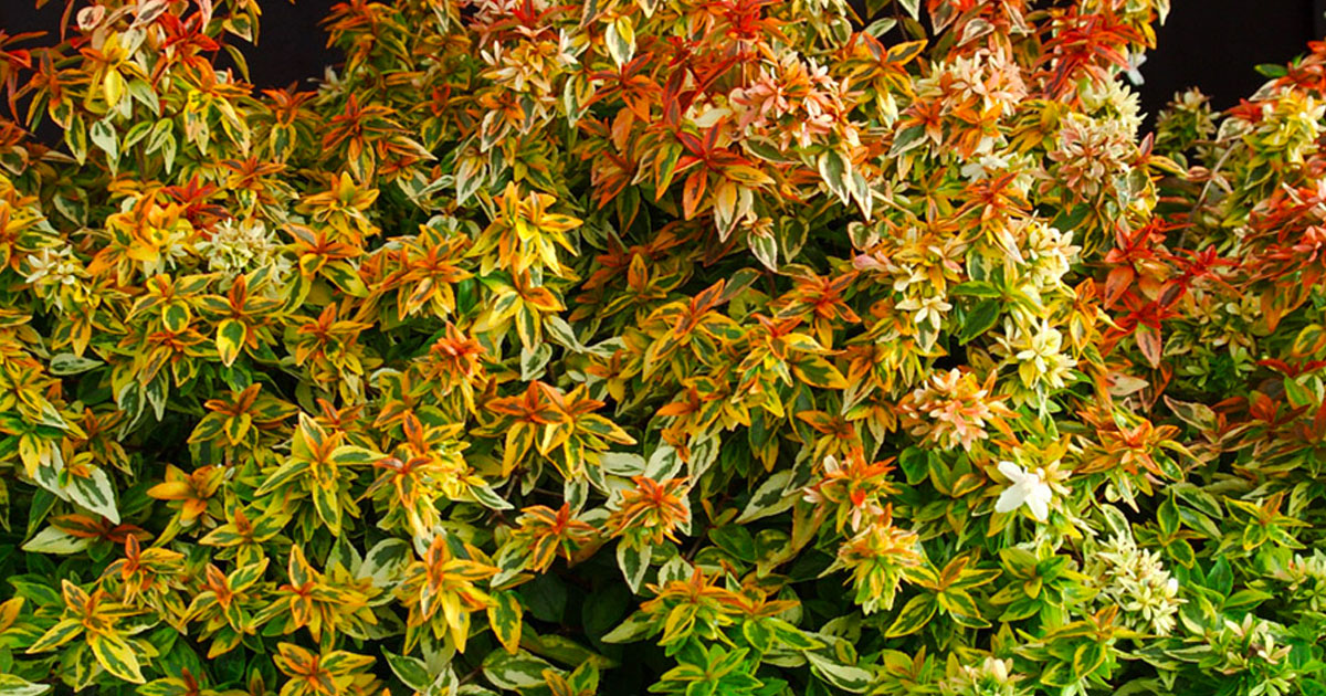 Abelia Varieties Collection | PlantingTree.com - PlantingTree