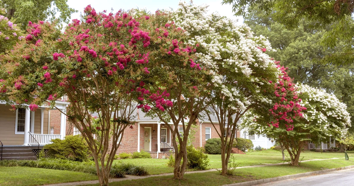 Crape Myrtle Trees | Collection | PlantingTree - PlantingTree