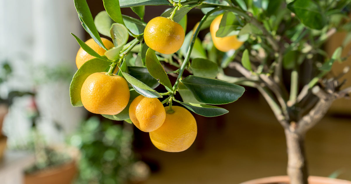 Tropical Trees for Sale | Perfect for Pots in Cooler Climates ...