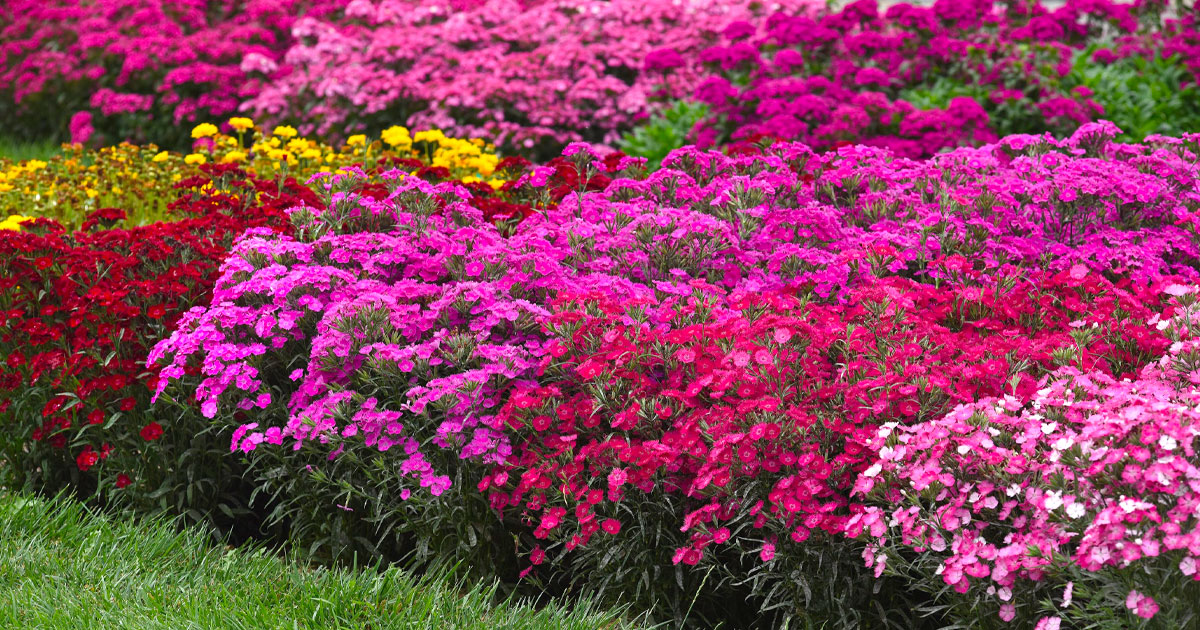 Dianthus Flowering Ground Cover | Perennial | Collection - PlantingTree