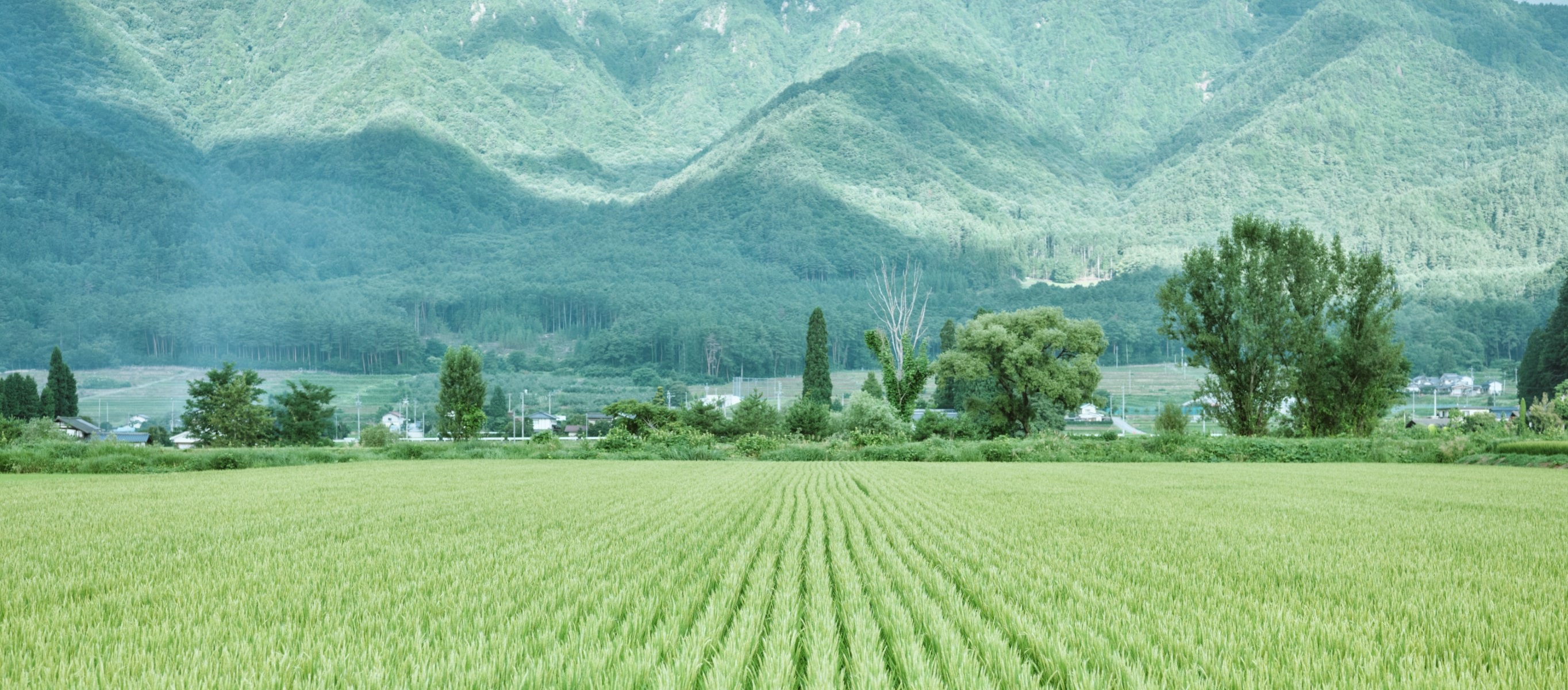 Wataribune - the revival of an Heirloom Sake Rice Varietal – epicurean ...