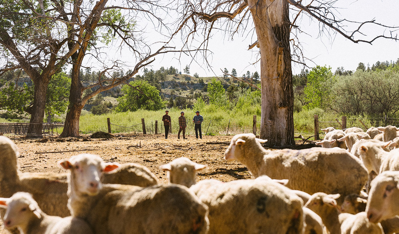 Wander With Pendleton, A Roark Collaboration