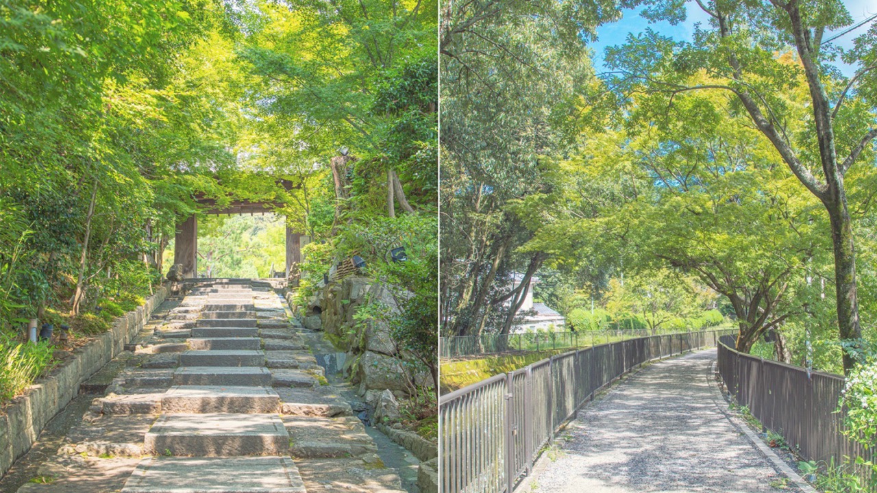 Shota Lightroom プリセット「Animated Collection」 – CURBON