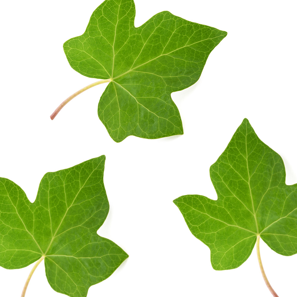 Hydrate & Plump Leave-In