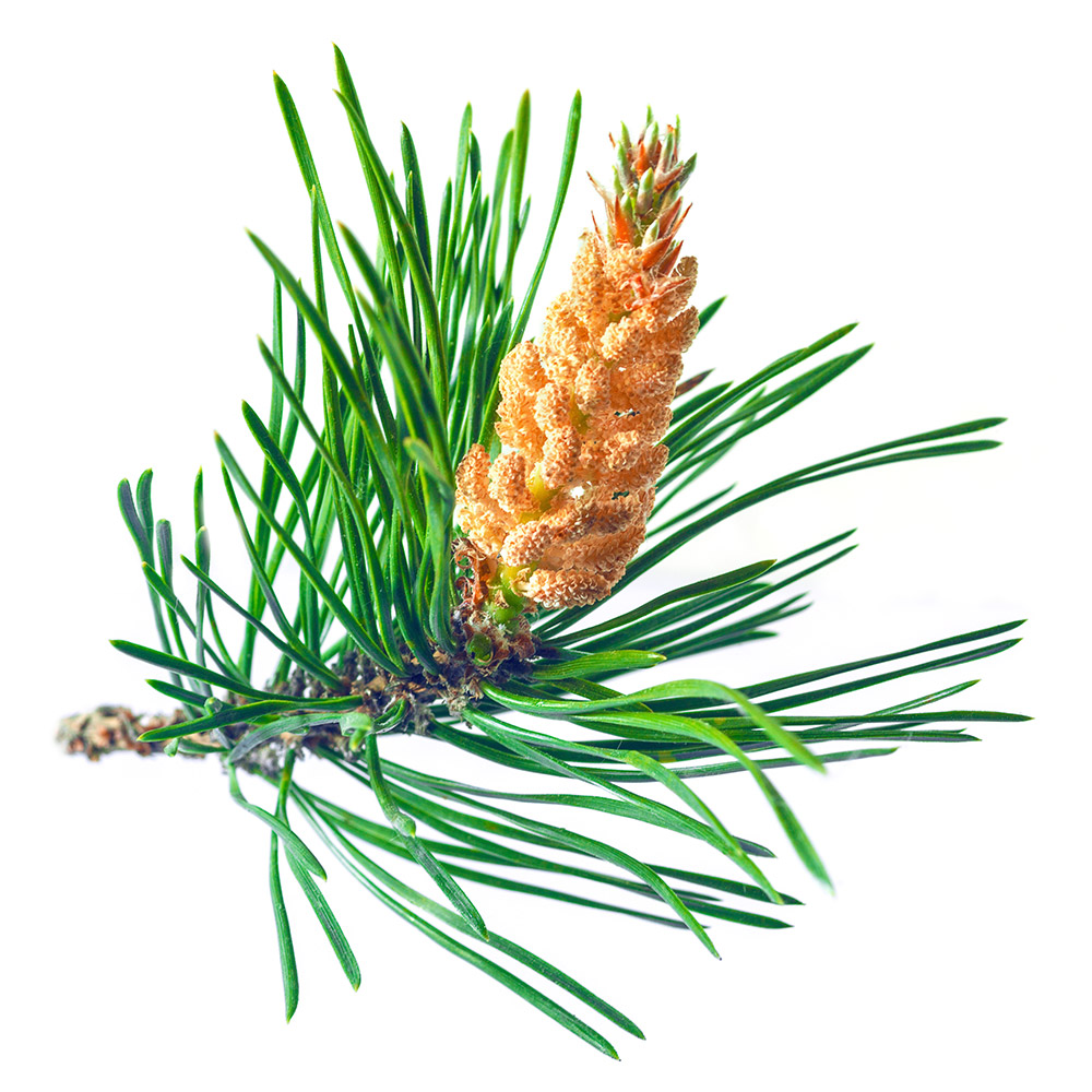 Full Body Volumizing Lotion