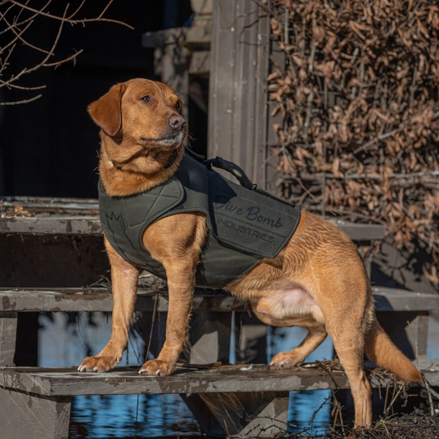 Dog Vest | Insulated & Protective Gear For Hunting Dogs – Dive Bomb ...
