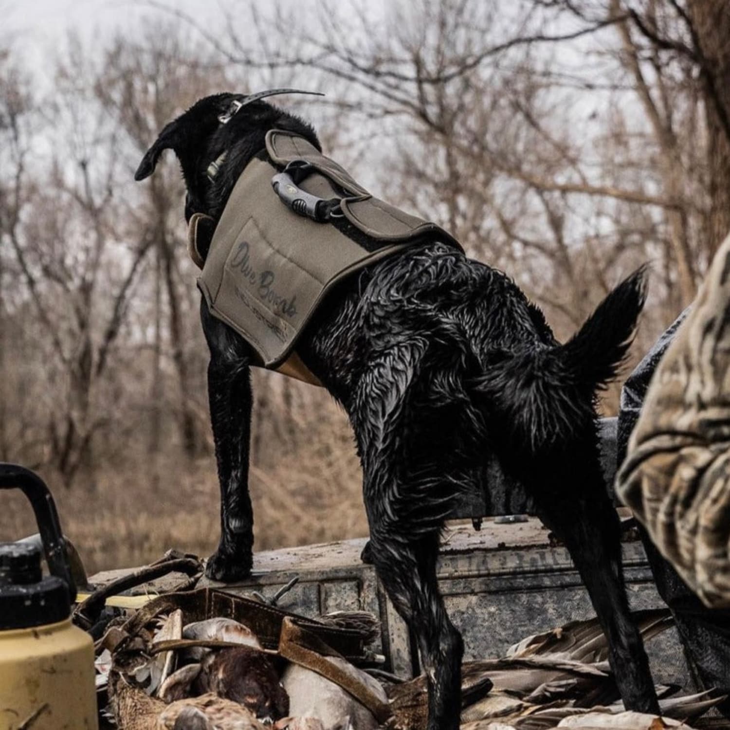 Dog Vest | Insulated & Protective Gear For Hunting Dogs – Dive Bomb ...
