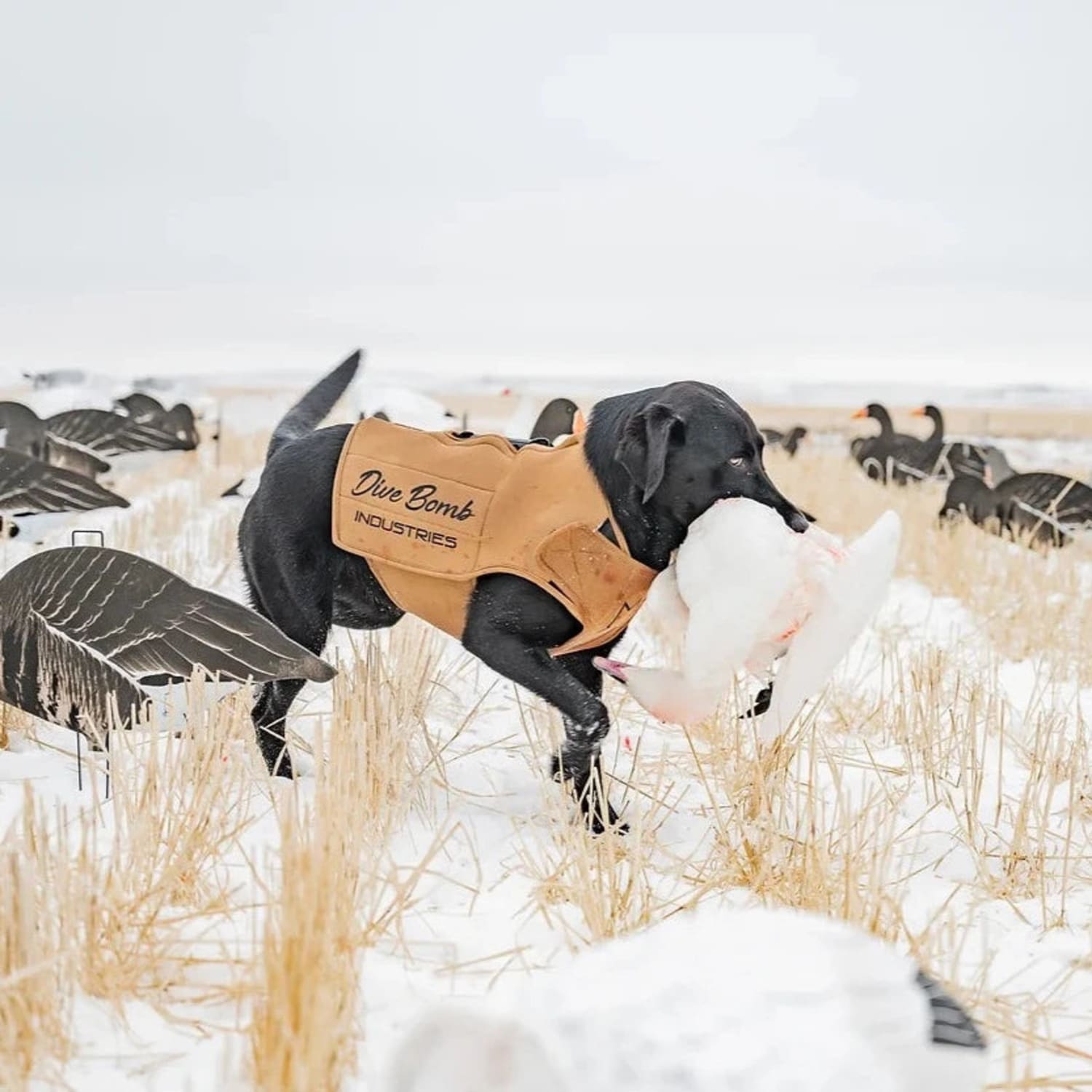 Dog Vest | Insulated & Protective Gear For Hunting Dogs – Dive Bomb ...