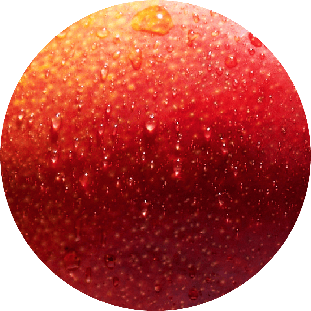 ripple+ | FOCUS Pods - zero nicotine mango flavoured puffs