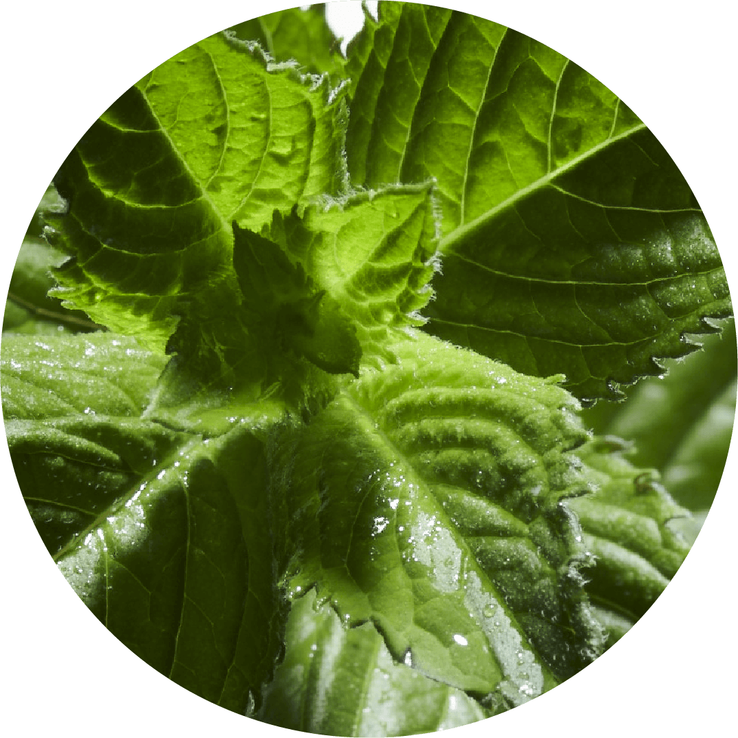 ripple+ | POWER Pods - zero nicotine peppermint flavoured puffs