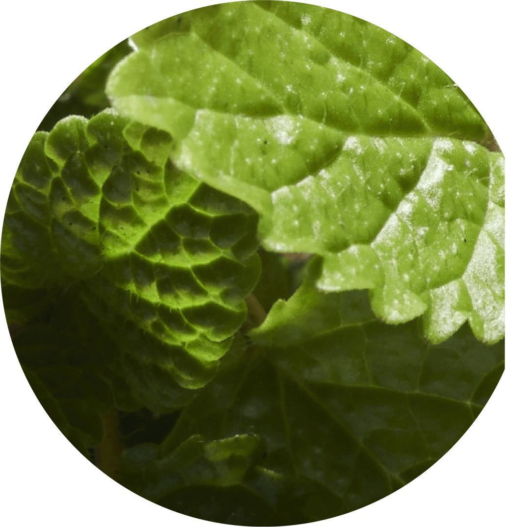 ripple+ | RELAX Pods - zero nicotine relaxing puffs