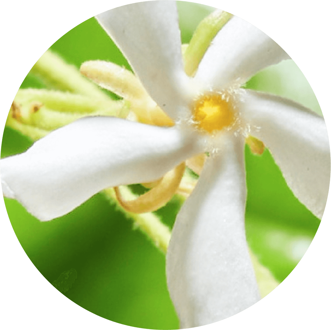 ripple+ | RELAX Pods - zero nicotine relaxing puffs