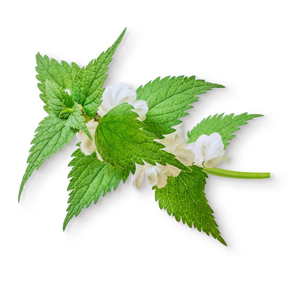 Full Body Milk Conditioner