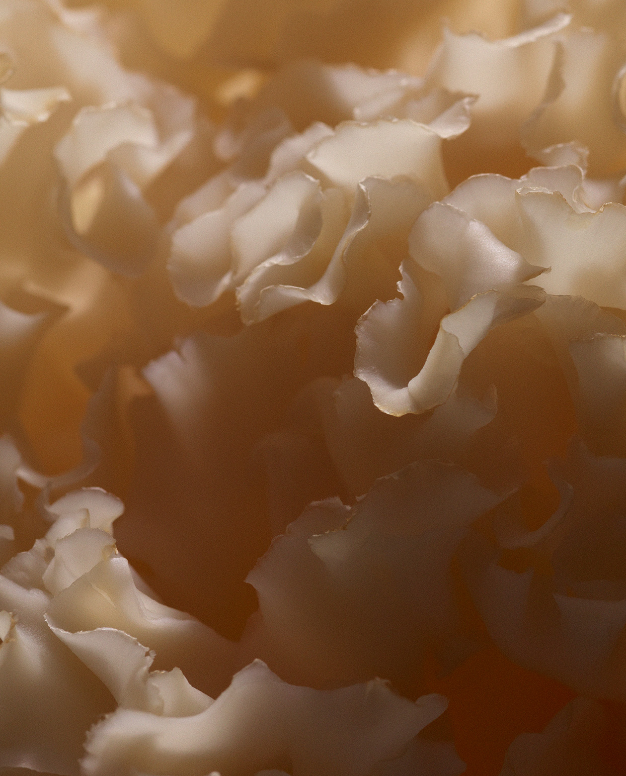 Replenishing & Balancing Body Lotion | Lightweight Body Lotion | Rose Inc