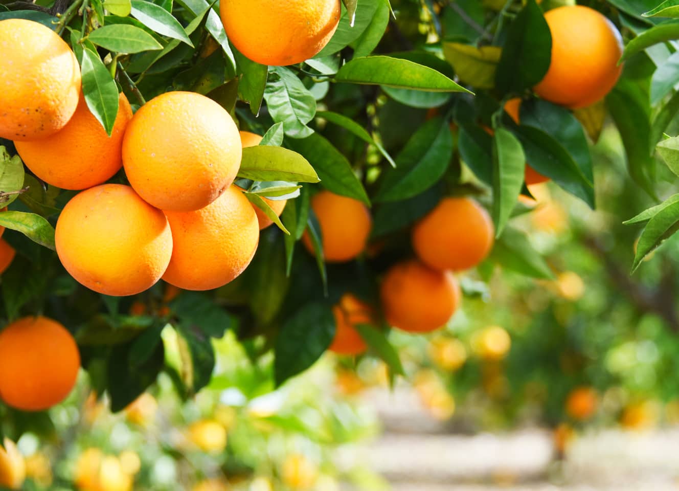 Sweet Orange Goat Milk Lotion (8oz) – Bend Soap Company