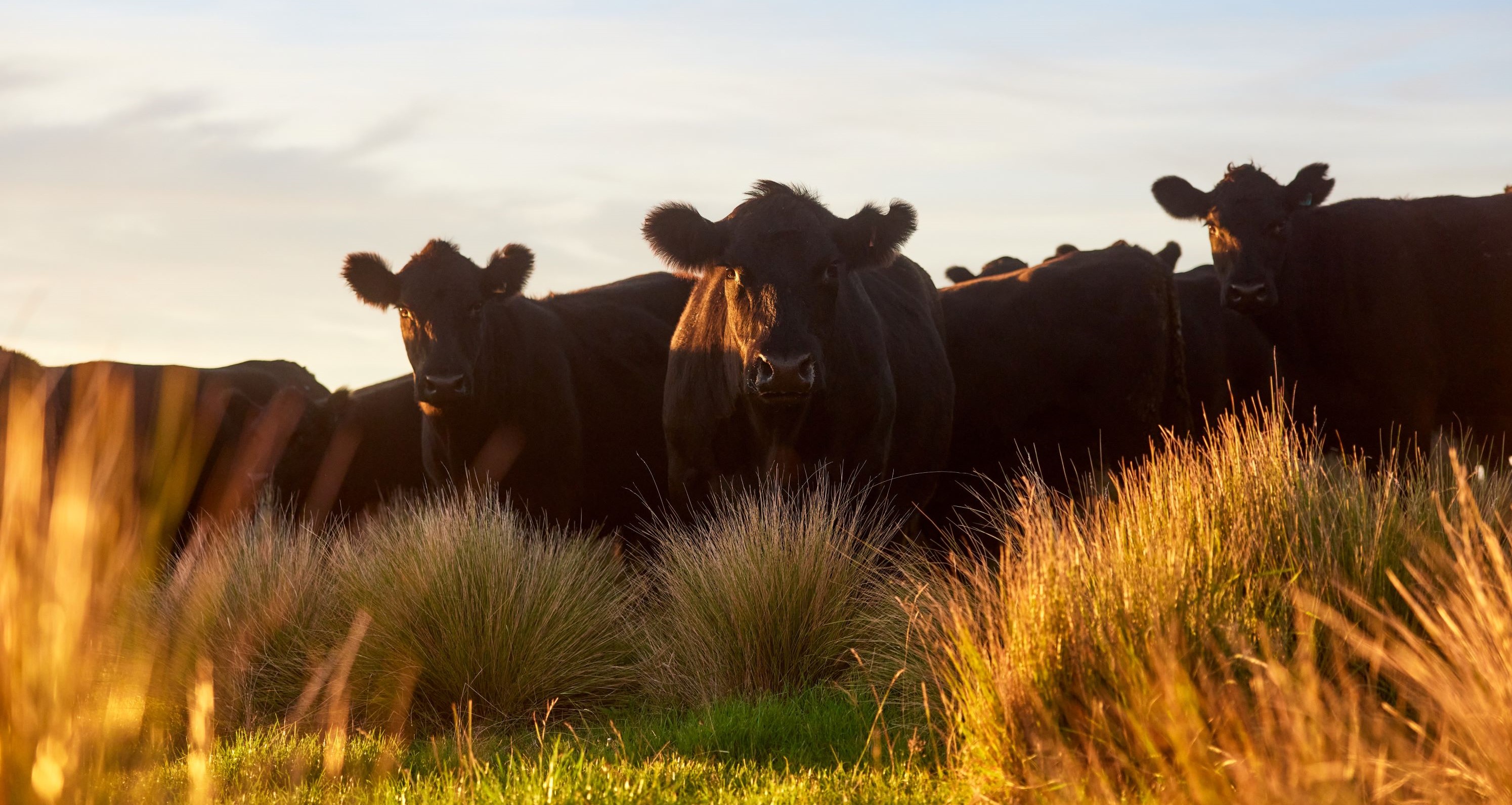 Our Net Carbon Zero Range